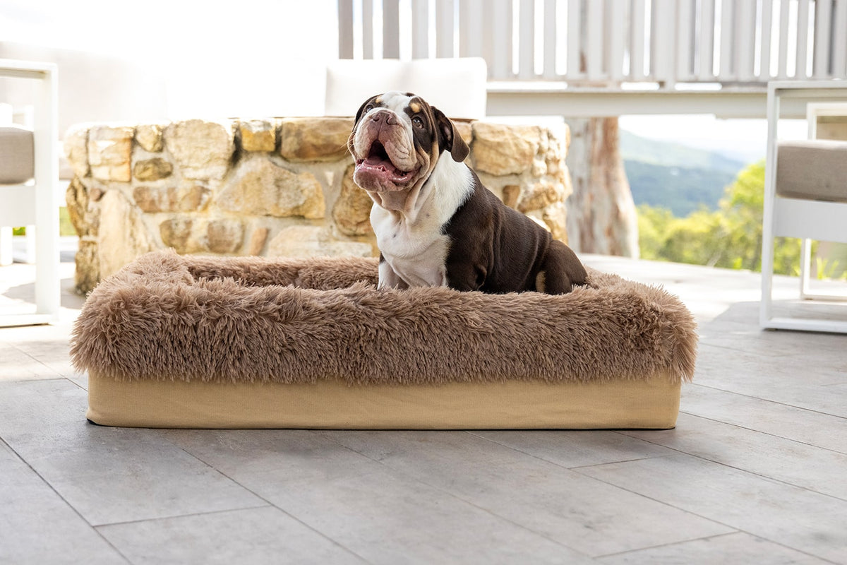ORA Pet Beds - Medium | Australia-Wide
